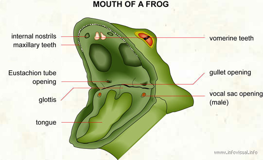 FROG DIAGRAMS